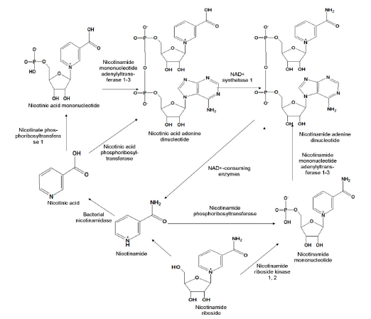 NMN and Aging - Biopedia.org