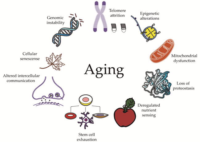 NMN and Aging - Biopedia.org
