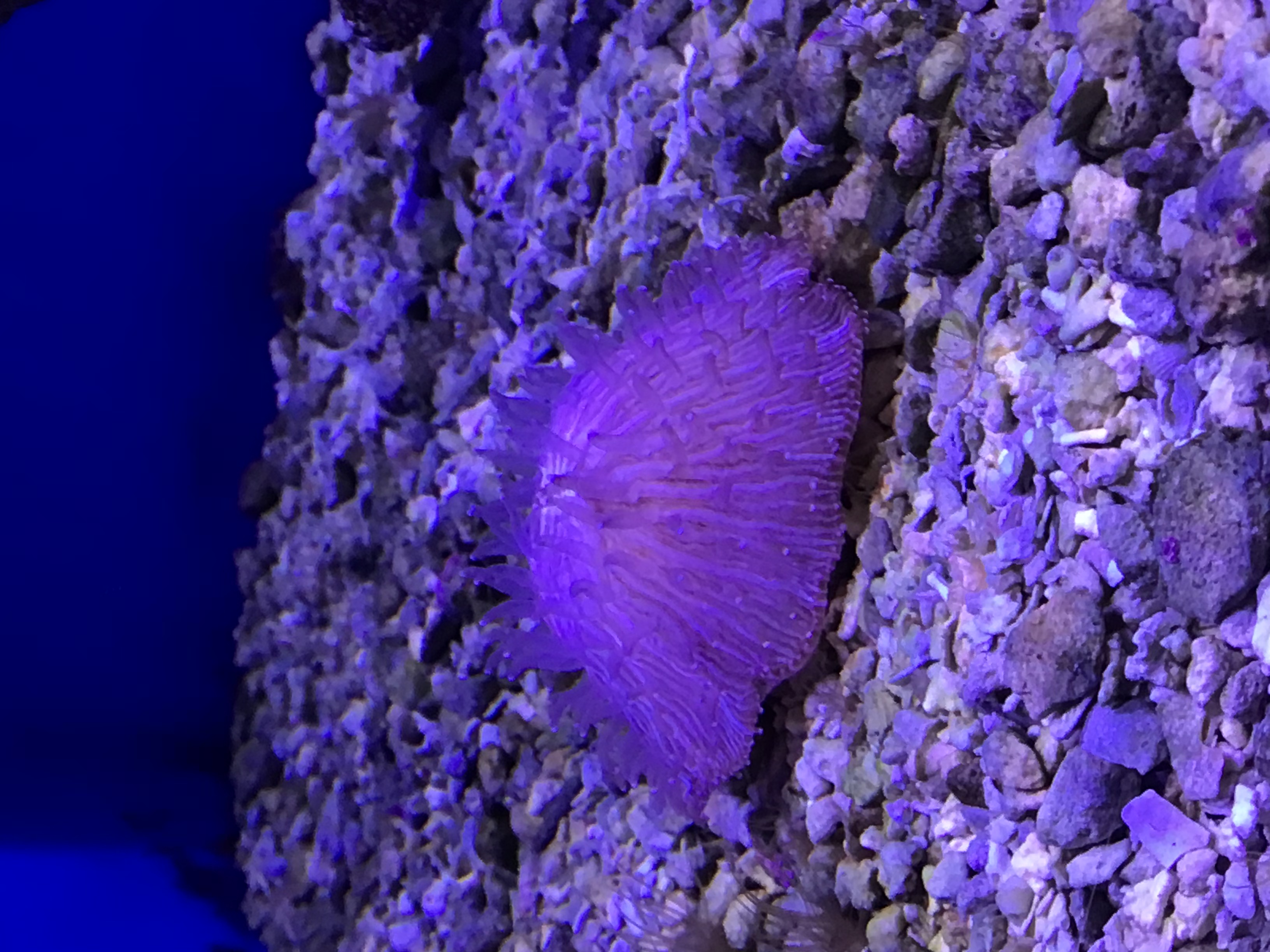 Biota - Biopedia.org